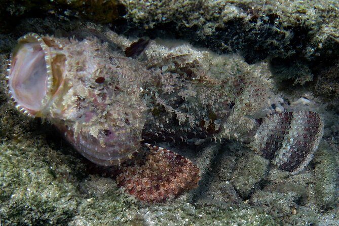 Coral Reef and Turtle Discovery Kayak and Snorkel Tour - Who Will Love This Tour?