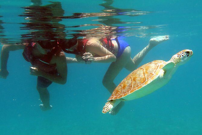 Coral Reef and Turtle Kayak Excursion - The Whole Picture of the Coral Reef and Turtle Kayak Excursion