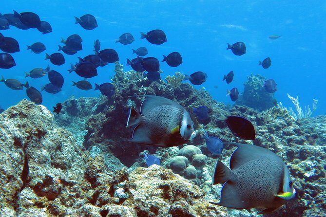 Coral Reef and Turtle Kayak Excursion - FAQ