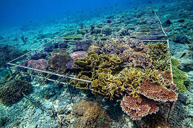 Coral Restoration Snorkeling Tour On Nusa Penida with NGO - Key Points