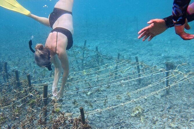 Coral Restoration Snorkeling Tour On Nusa Penida with NGO - FAQ
