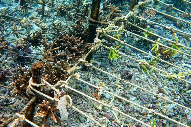 Coral Restoration Snorkeling Tour On Nusa Penida with NGO - Final Thoughts