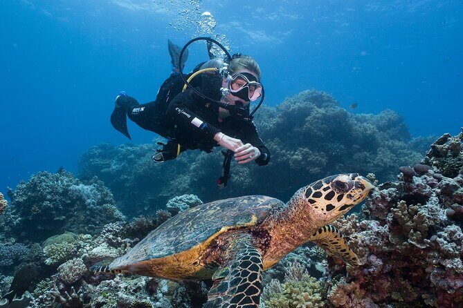 Coral Sea Dreaming Overnight Dive, Snorkel and Sail - Setting the Scene: An Intimate Reef Adventure