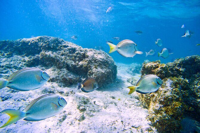 Coral Snorkeling Private Tour in Punta Cana with Seafood Lunch - The All-Inclusive Seafood Lunch and Drinks