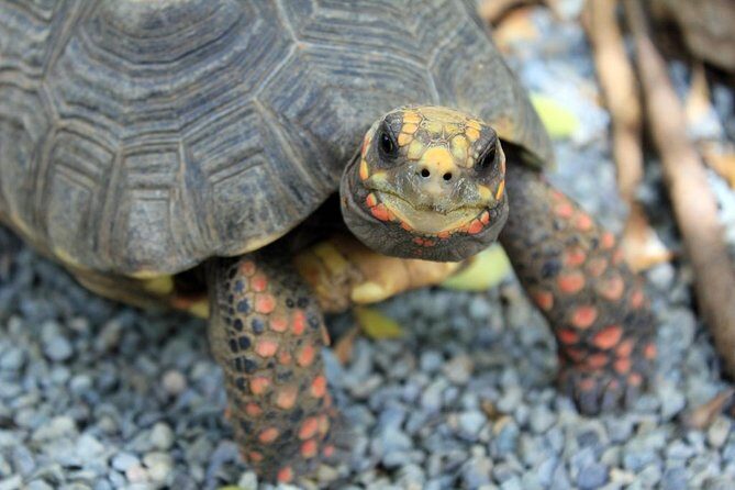 Coral World Ocean Park General Admission Ticket - Analyzing the Experience: Is It Worth It?