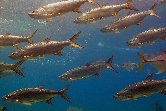 Coral World Ocean Park General Admission Ticket - Who Would Enjoy This Tour?