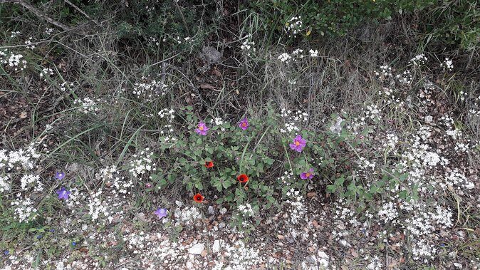 Corfu from Above: Hiking at the Highest Peak of Corfu - Small Group Dynamics and Personal Attention