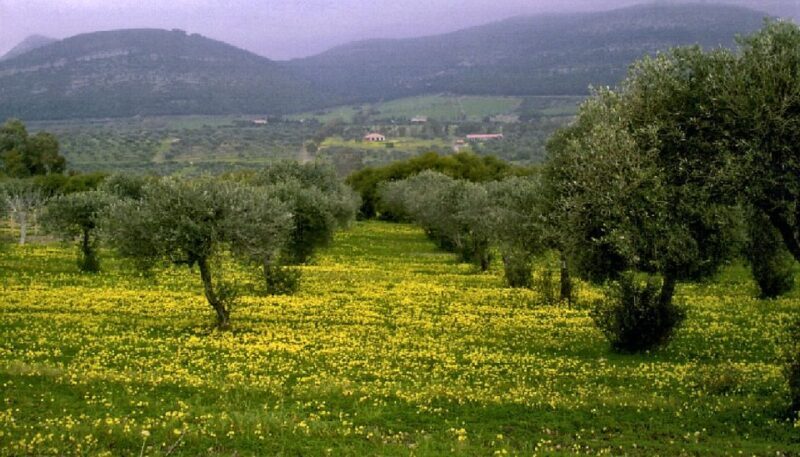 Corfu: Hiking in Olive Groves,Village,Sunset,with Swim Stop - FAQ
