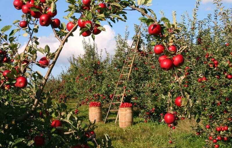 Corfu: Organic Farm and Olive Oil Tasting Tour - Overview of the Experience
