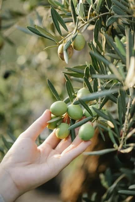 Corfu: Organic Farm and Olive Oil Tasting Tour - Real-World Perspectives and Tips