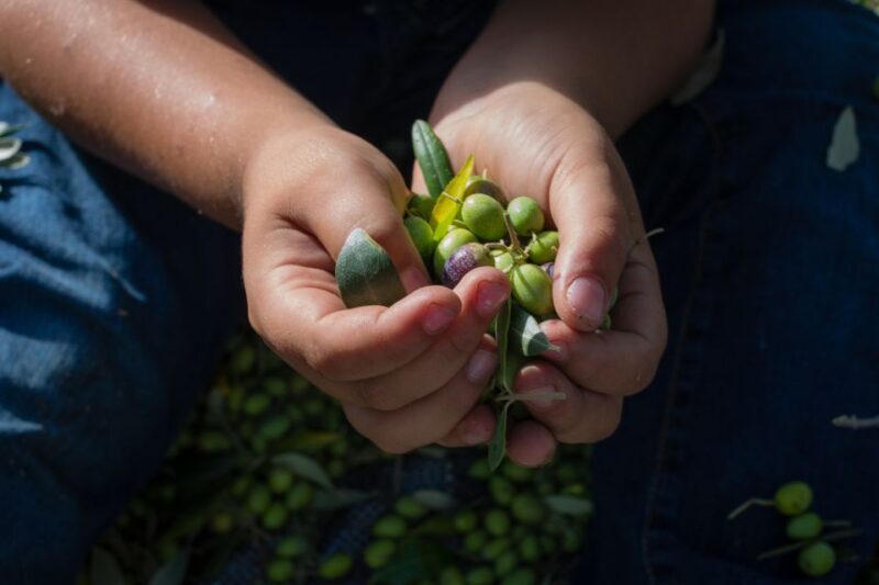 Corfu: Organic Olive Oil Farm Tour with Transfer and Tasting - The Value of the Experience