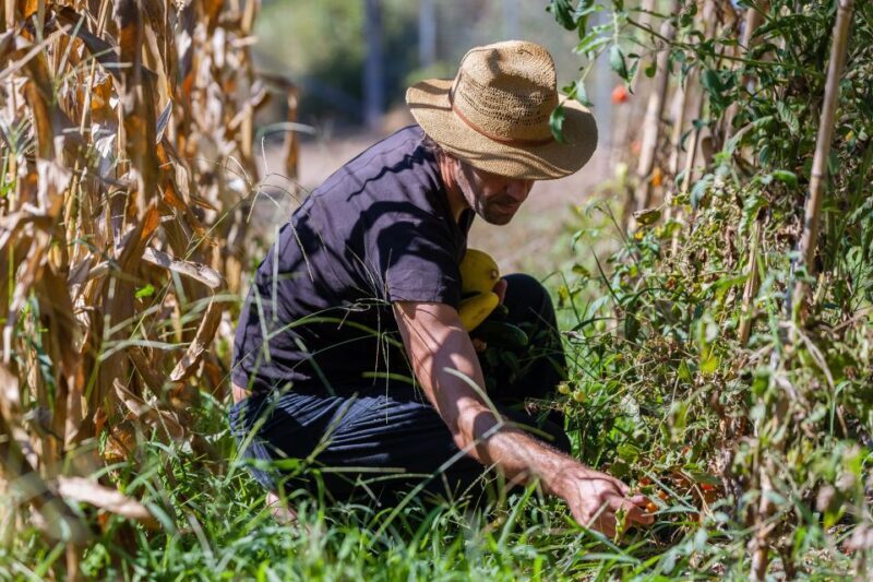 Corfu: Organic Olive Oil Farm Tour with Transfer and Tasting - Frequently Asked Questions
