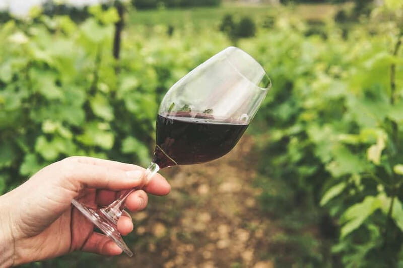 Corfu: Vineyard and Winery Tour with Cooking Class - A Walkthrough of the Experience: What You Can Expect