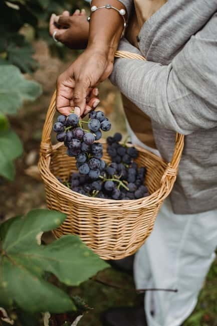 Corfu: Vineyard and Winery Tour with Cooking Class - Why We Think This Tour Works
