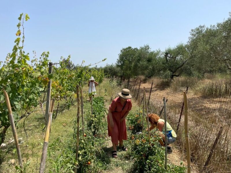 Corfu: Winery Tour and Tasting - An Inside Look at the Winery Tour in Corfu