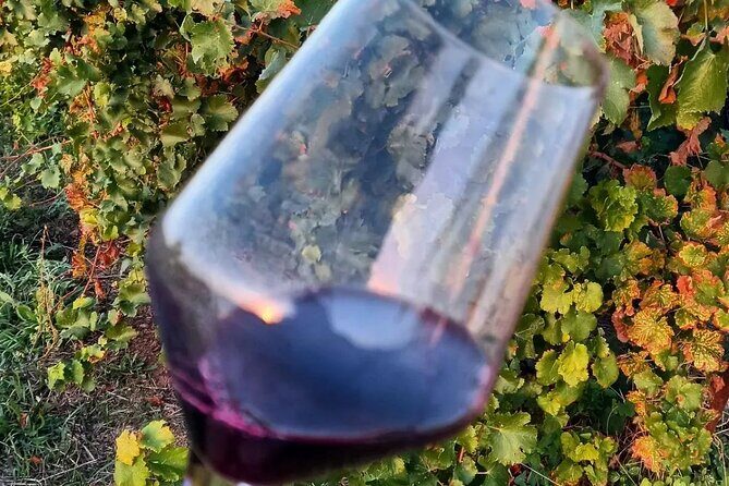 Corinth Winery Tour and Organic Fine Wine Tastings - What You’ll Take Away