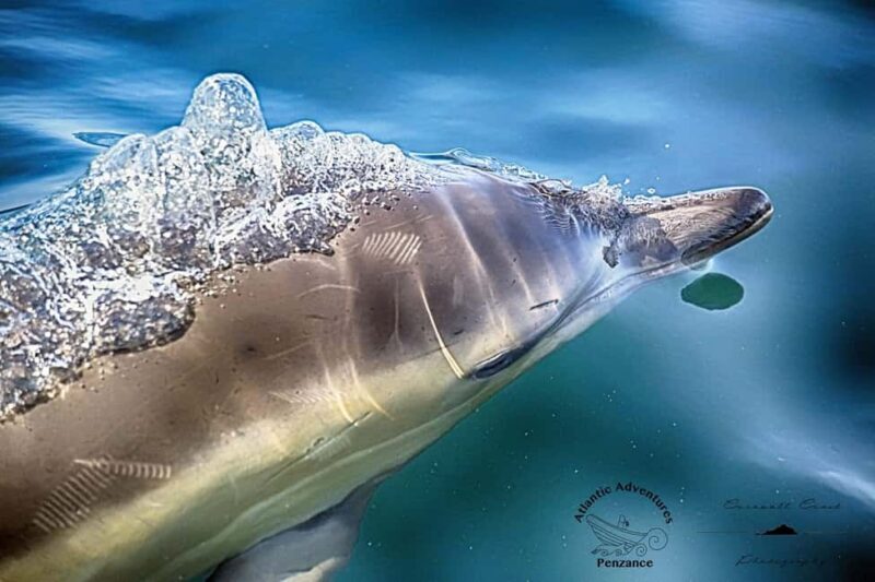 Cornwall: 2 hour Wildlife Watching RIB Tour Adventure - An in-depth look at the wildlife adventure