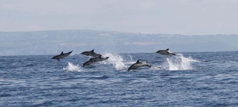 Cornwall: 2 hour Wildlife Watching RIB Tour Adventure - Final assessment: Is it worth it?