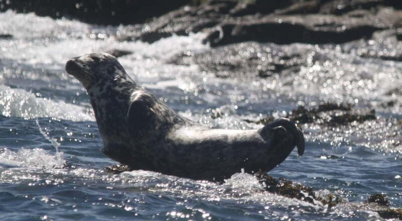 Cornwall: 2 hour Wildlife Watching RIB Tour - Discover Cornwall’s Marine Wildlife on a Two-Hour RIB Adventure