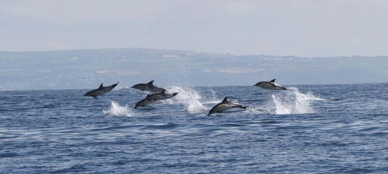Cornwall: 2 hour Wildlife Watching RIB Tour - Key Points
