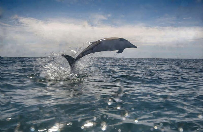 Cornwall: 2 hour Wildlife Watching RIB Tour - Value and Practicalities