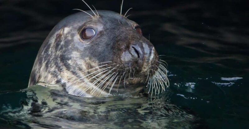 Cornwall: Guided Seal Safari by Boat - Introduction
