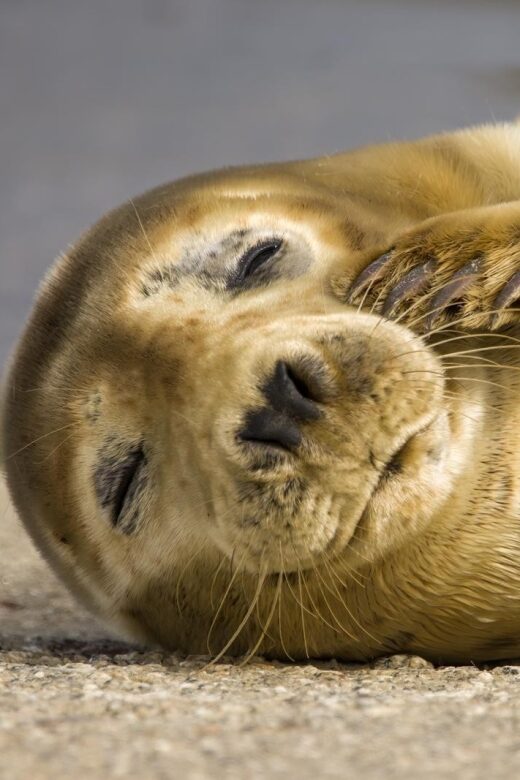 Cornwall: Guided Seal Safari by Boat - Key Points