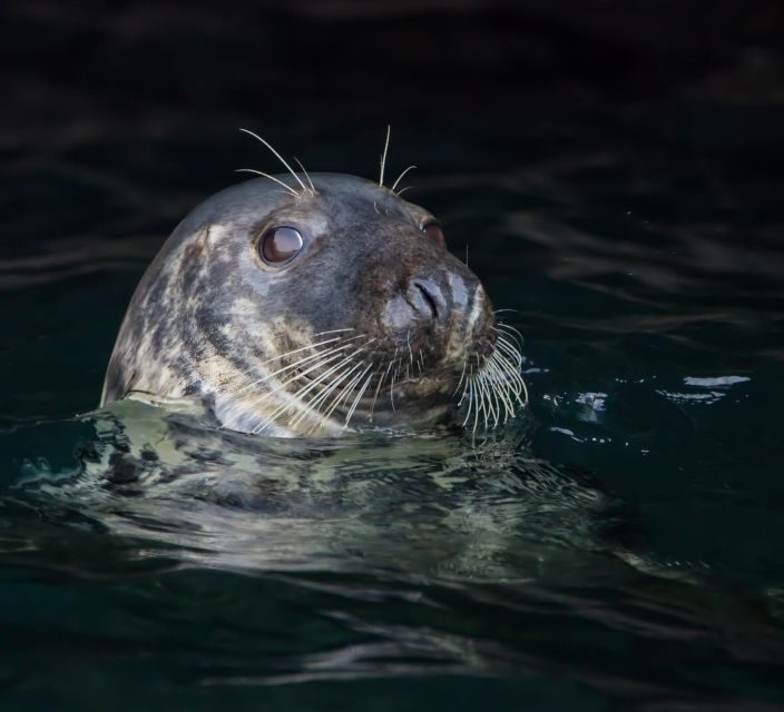 Cornwall: Guided Seal Safari by Boat - Final Thoughts