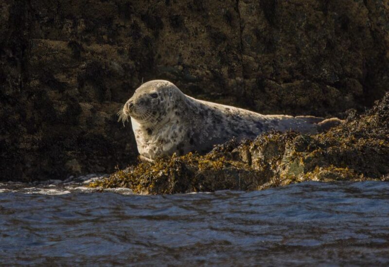 Cornwall: Guided Seal Safari by Boat - FAQ