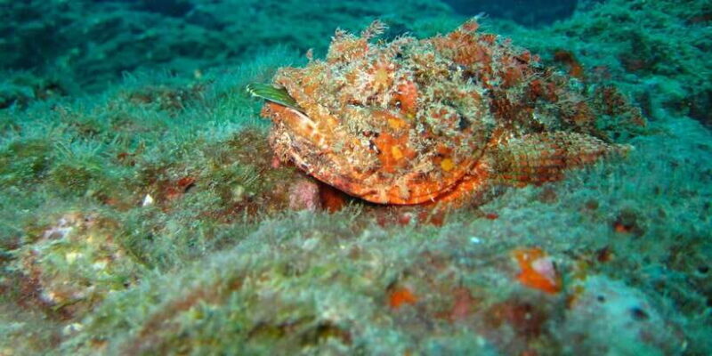 Coron: Barracuda Lake, Skeleton Wreck, Twin Lagoon Boat Tour - FAQs
