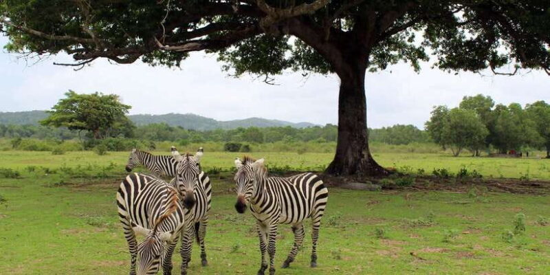 Coron: Black Island & Calauit Private Safari Tour - Who Is This Tour Best For?