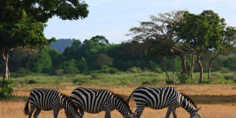 Coron: Black Island & Calauit Private Safari Tour - FAQ