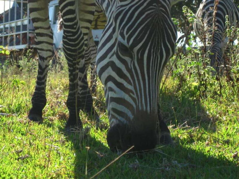 Coron: Calauit Safari Adventure - A Genuine Look at the Coron: Calauit Safari Adventure
