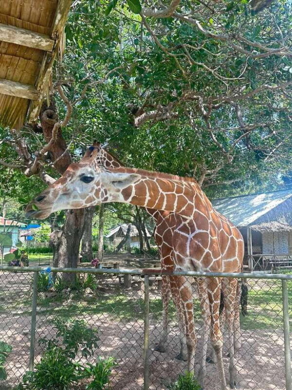 Coron: Calauit Safari Black Island Lunch & Transfer included - Value for Money