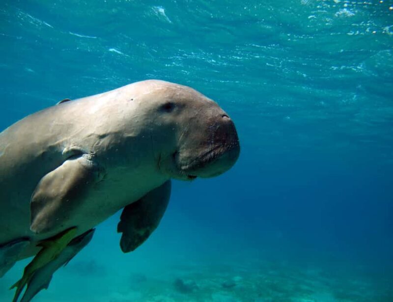 Coron: Dugong Watching and Snorkeling Tour with Lunch - An Honest Look at the Coron Dugong Watching and Snorkeling Tour with Lunch