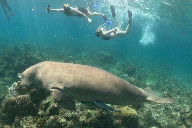 Coron Group Dugong and Turtle Watching with Lunch - A Detailed Look at the Tour Experience
