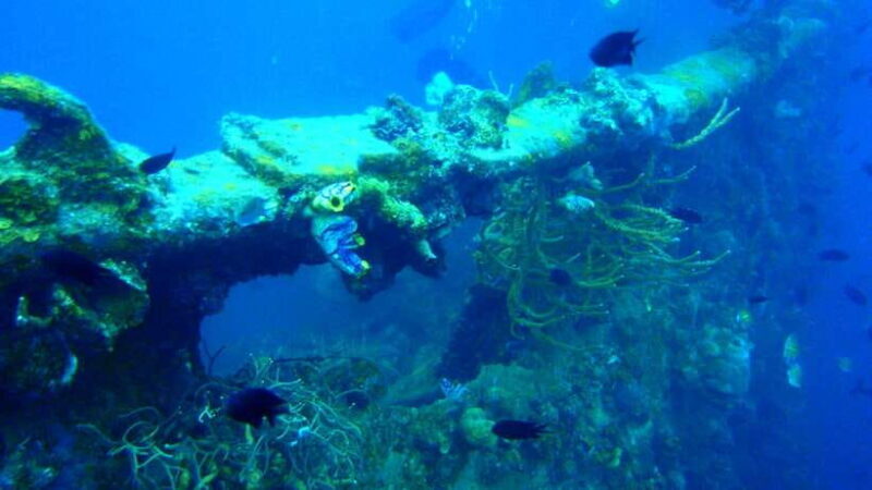 Coron Private Tour D: Reef and Wrecks - Who Will Love This Tour?