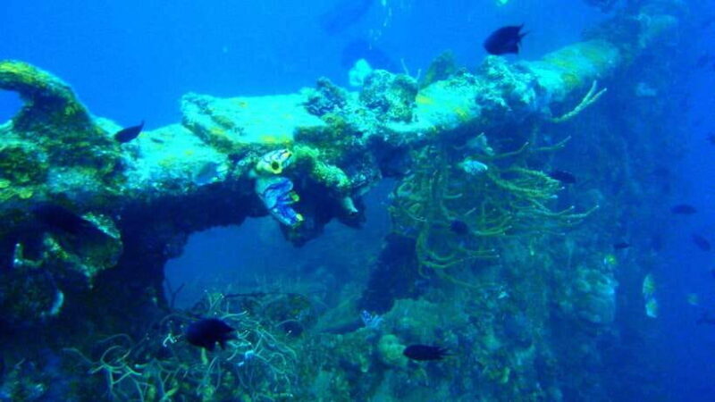 Coron Reef and Wrecks Tour (Private Tour) - Key Points