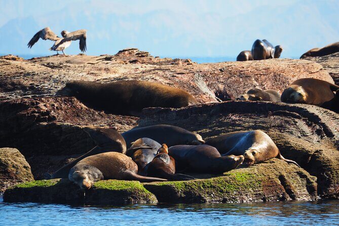 Coronado Island Visit and Sea Lions Swimming - Getting Started: From Loreto to Paradise
