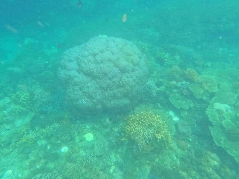 CORON:REEF AND WRECK - 2 JAPANESE WRECK AND PASS ISLAND TOUR - The Sum Up