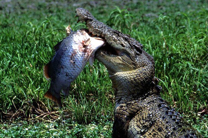 Corroboree Billabong 2.5 hour Lunch Cruise - Why This Tour Stands Out