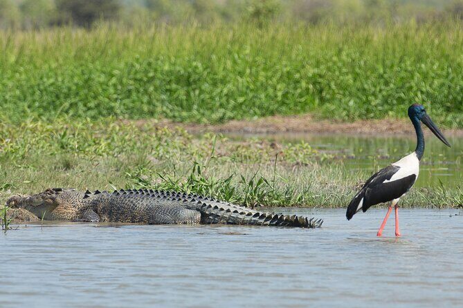 Corroboree Billabong 2.5 hour Lunch Cruise - Final Thoughts