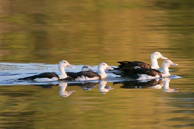 Corroboree Billabong Wetland Cruises - 1.5 hour Morning cruise - An In-Depth Look at the Experience