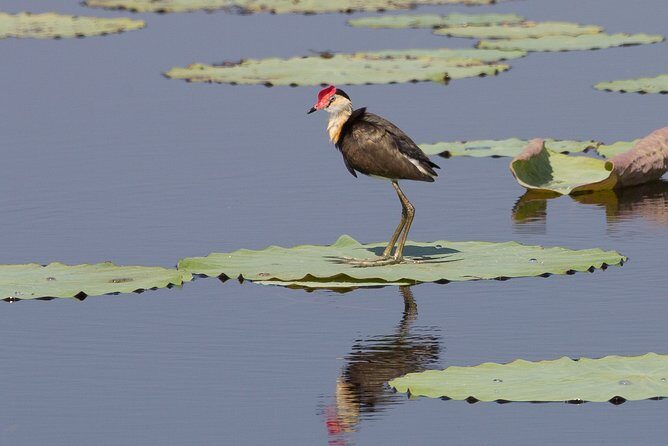 Corroboree Billabong Wetland Cruises - 1.5 hour Morning cruise - Final Thoughts