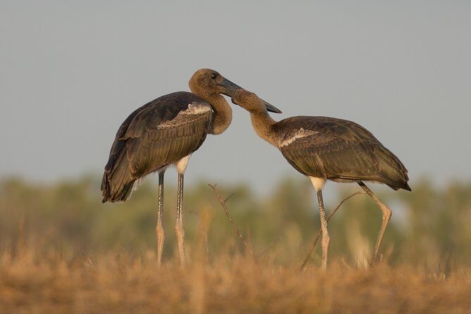 Corroboree Billabong Wetland Cruises - 1.5 hour Morning cruise - FAQ