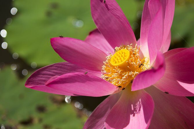 Corroboree Billabong Wetland Cruises - 2 hour Sunset Cruise - Authenticity and Review Insights