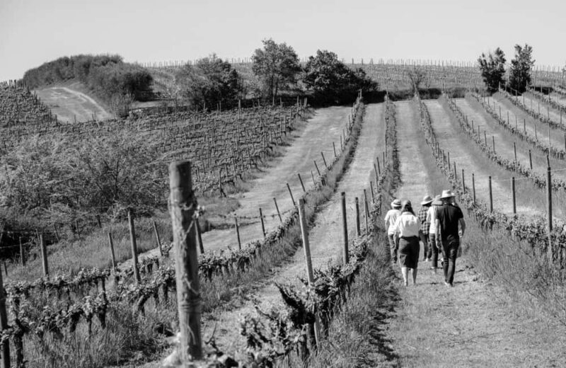 Cortona: Organic wines tasting at Colle Acacia's vineyards - The Experience in Detail
