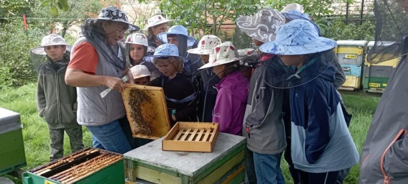 Corund, HR: Visit to bee-keeper, tasting & hive-opening - Introduction: An Authentic Beekeeping Experience in Transylvania