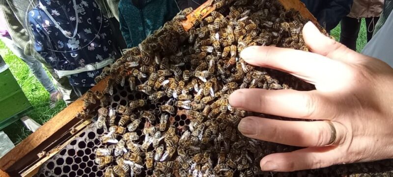 Corund, HR: Visit to bee-keeper, tasting & hive-opening - Who Will Get the Most Out of This Experience?