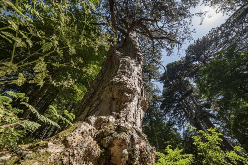 Cosenza: Giants of the Sila - Introduction
